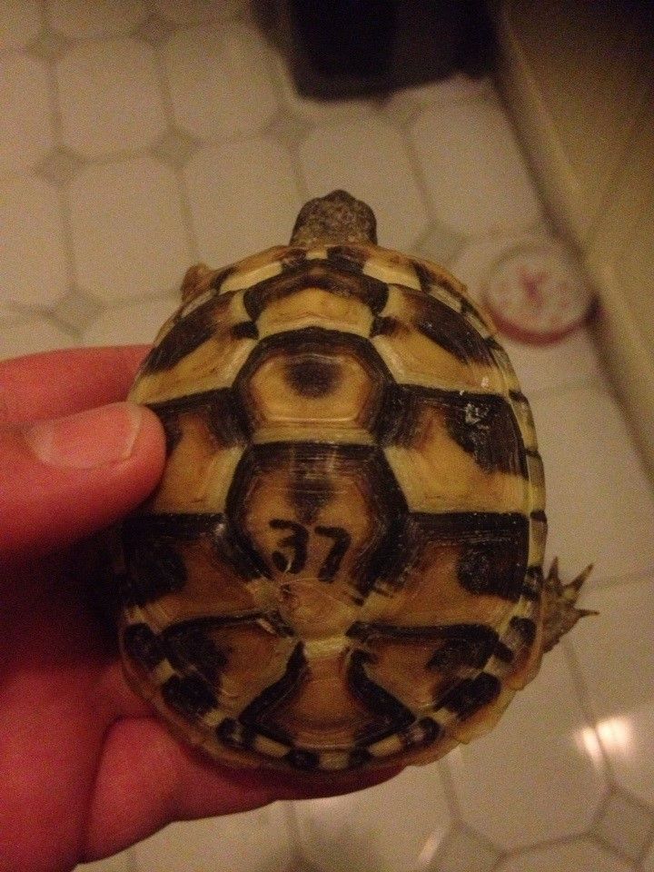 new hermanns tortoise. shell questions | Reptile Forums