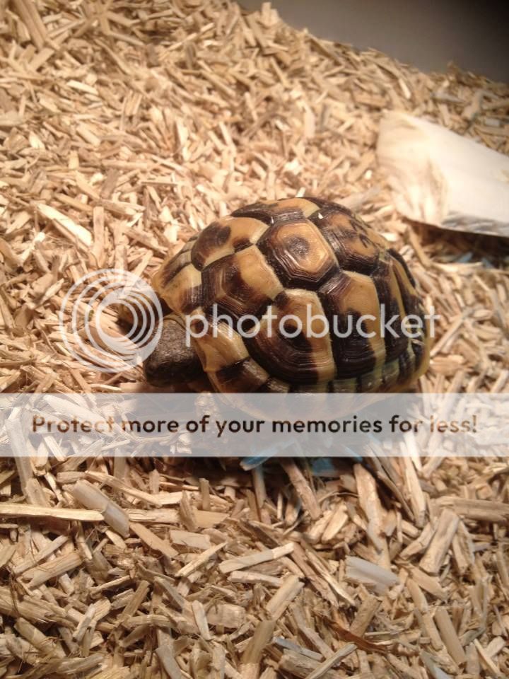 new hermanns tortoise. shell questions | Reptile Forums