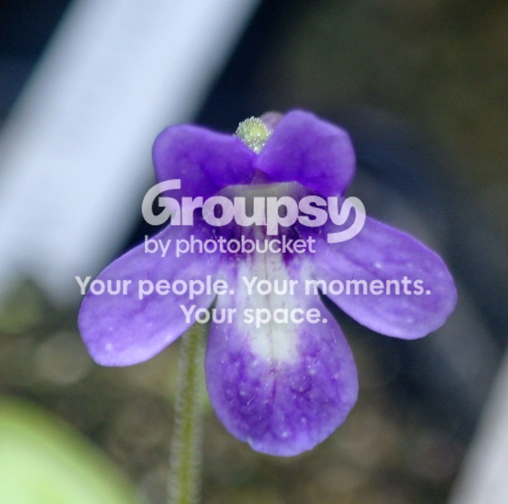 More ping flowers,plus ID required - Pinguicula - Carnivorous Plants UK
