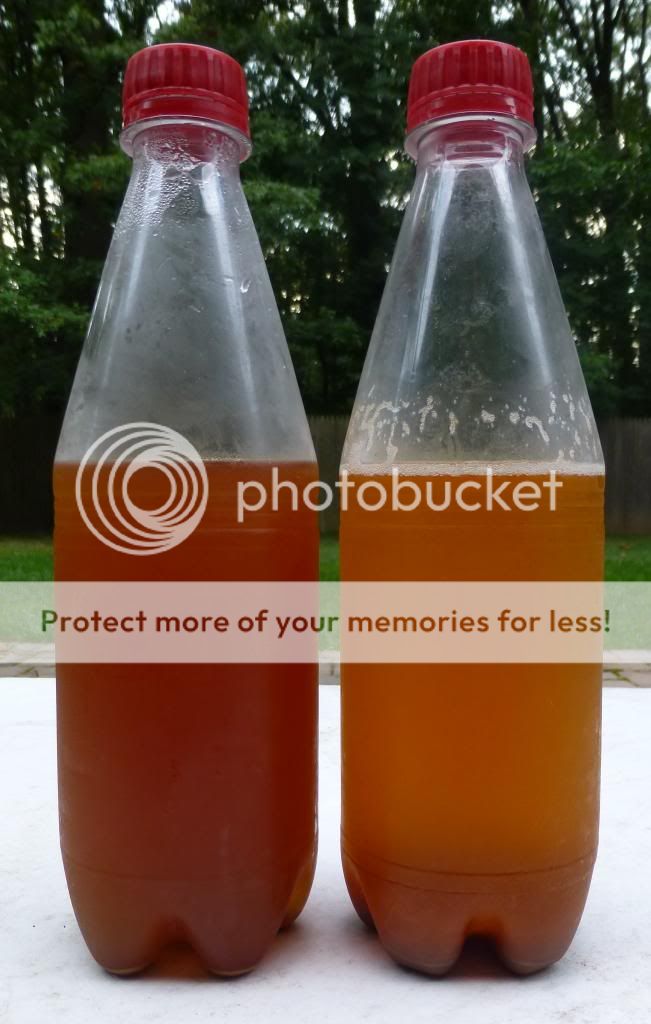 Sassafras/sarsaparilla root beer recipe? | Homebrew Talk - Beer, Wine ...